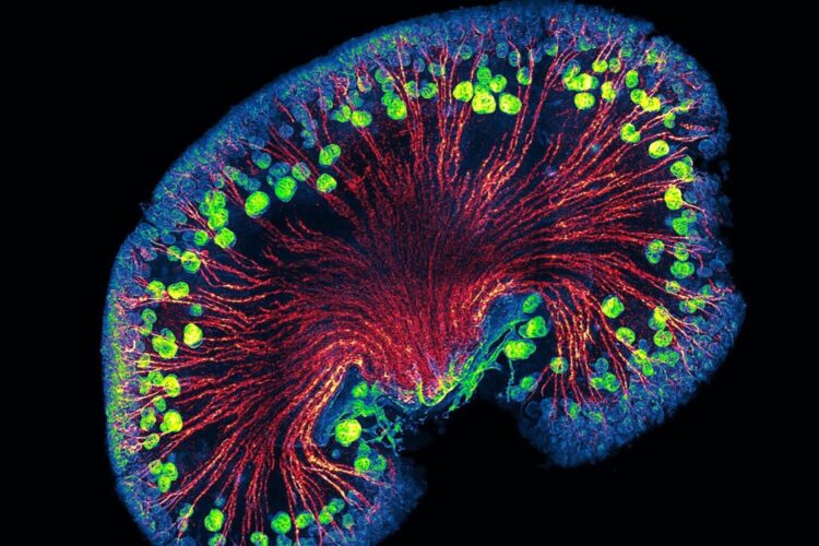 Medical Research Council (MRC) – UKRI