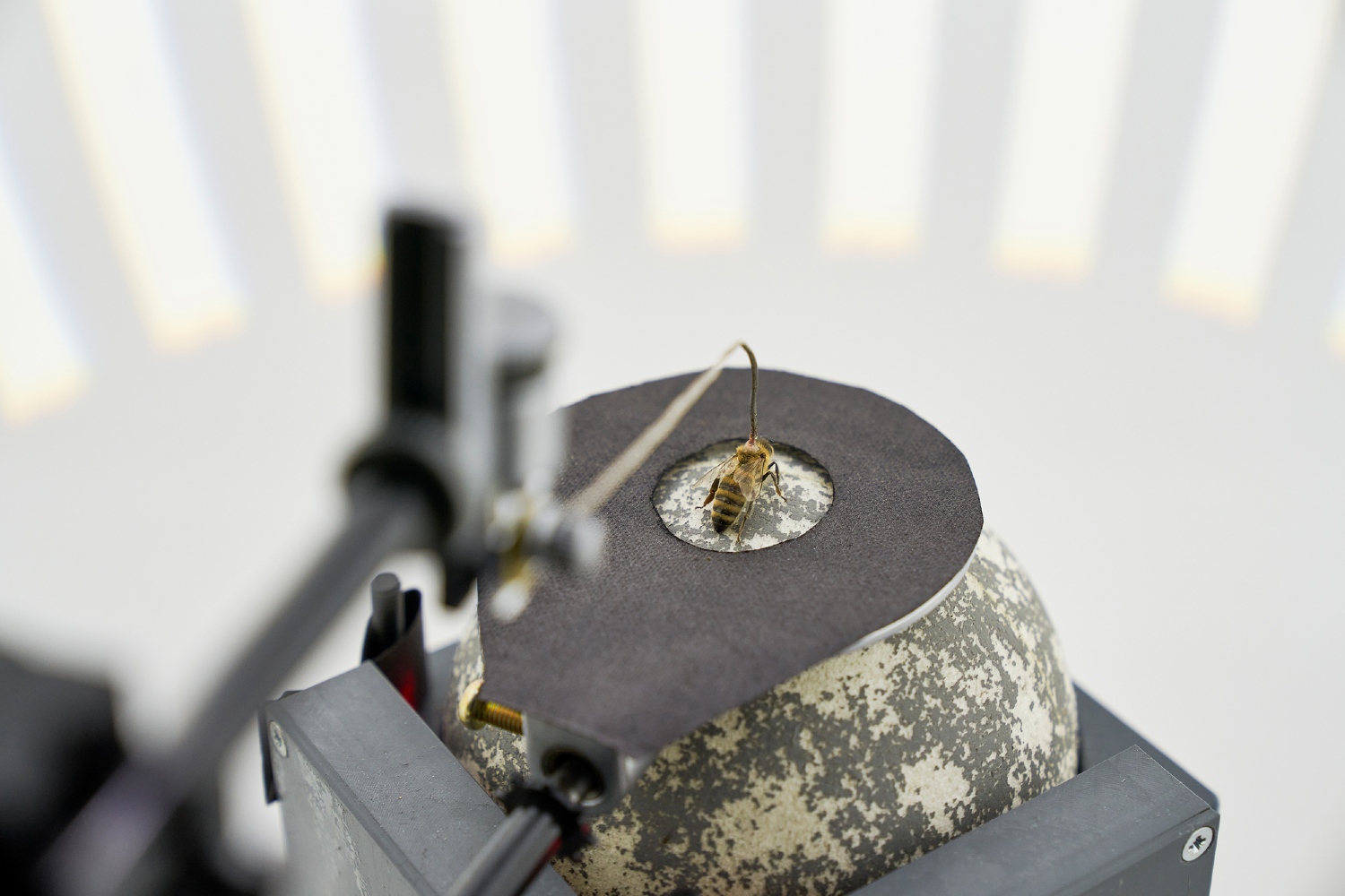 Bringing natural intelligence to autonomous robot drones – UKRI