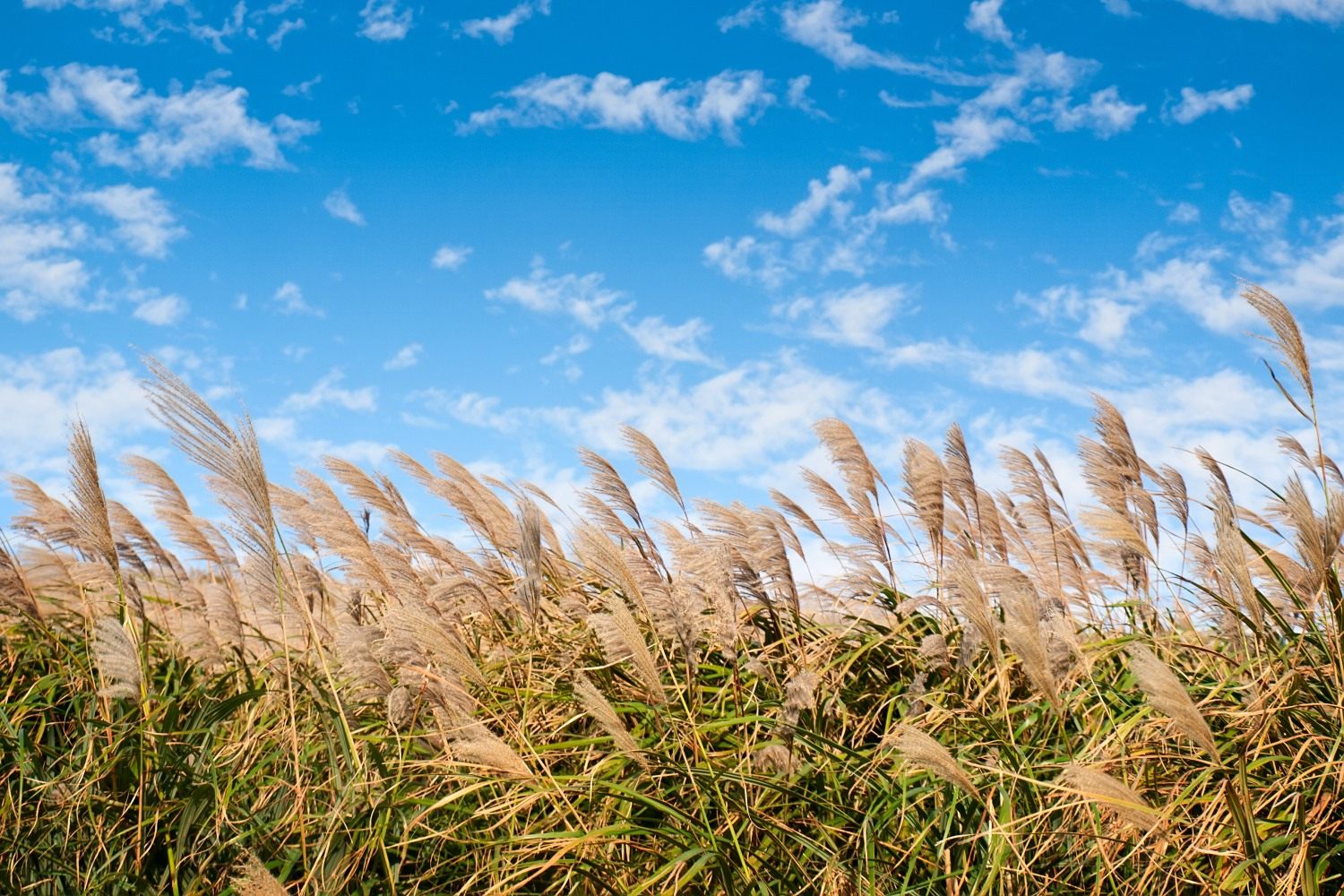 Genome sequencing speeds up carbon-cutting potential of Miscanthus ...