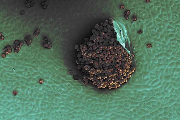 BBSRC unveils blueprint for bioscience infrastructure – UKRI