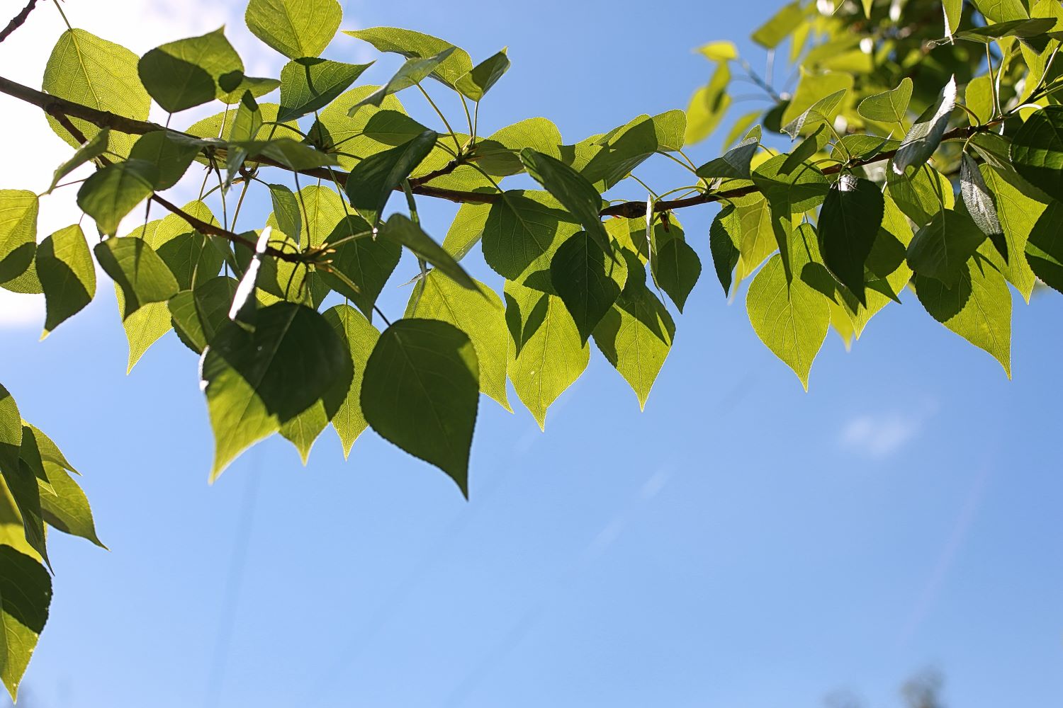 Naturbeads: redefining microplastic alternatives – UKRI