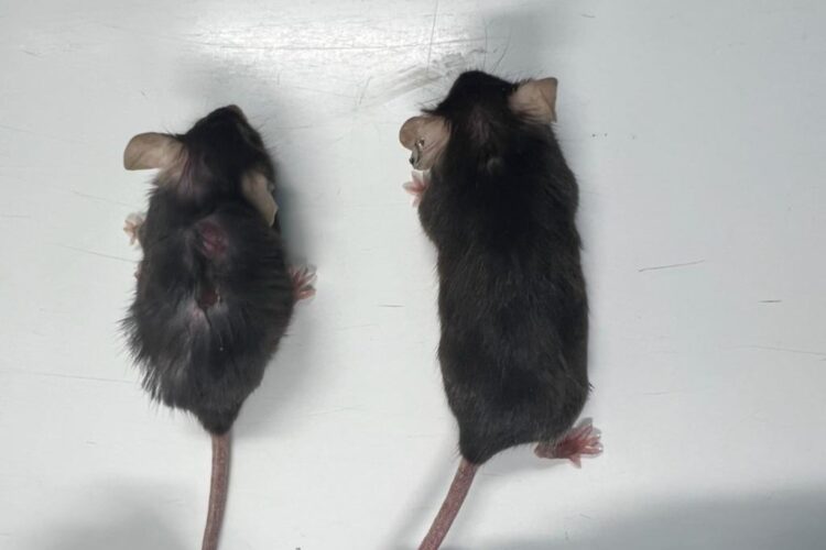 Turning off inflammatory protein extends healthy lifespan in mice – UKRI