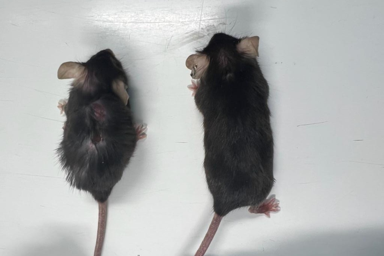 Turning off inflammatory protein extends healthy lifespan in mice – UKRI