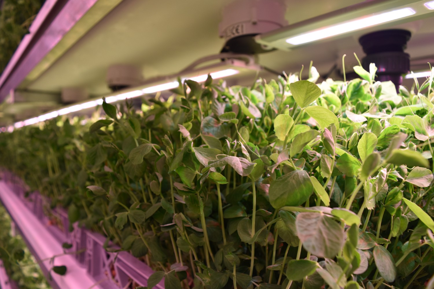 BBSRC research outcomes and impact – UKRI