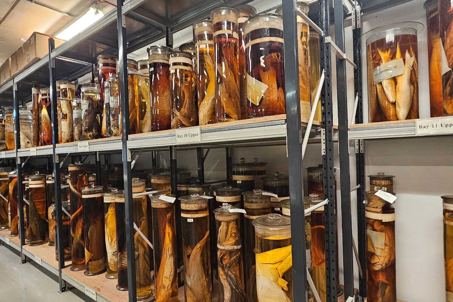 New methods identify preservation fluids without opening artefacts – UKRI