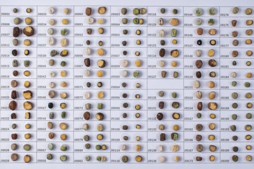 Biotechnology and Biological Sciences Research Council (BBSRC) – UKRI