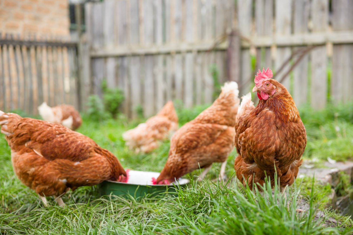 Resistant to fever, bird flu viruses are a threat to humans – UKRI